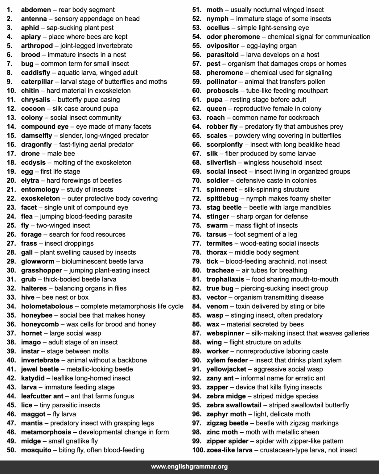 100 Words Related to Insects