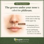 What the philtrum is, and where it is on the face